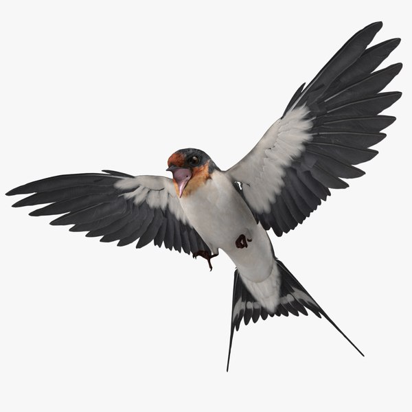 maya hirundo rustica barn swallow