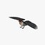 Maya Hirundo Rustica Barn Swallow