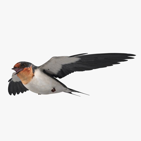 maya hirundo rustica barn swallow