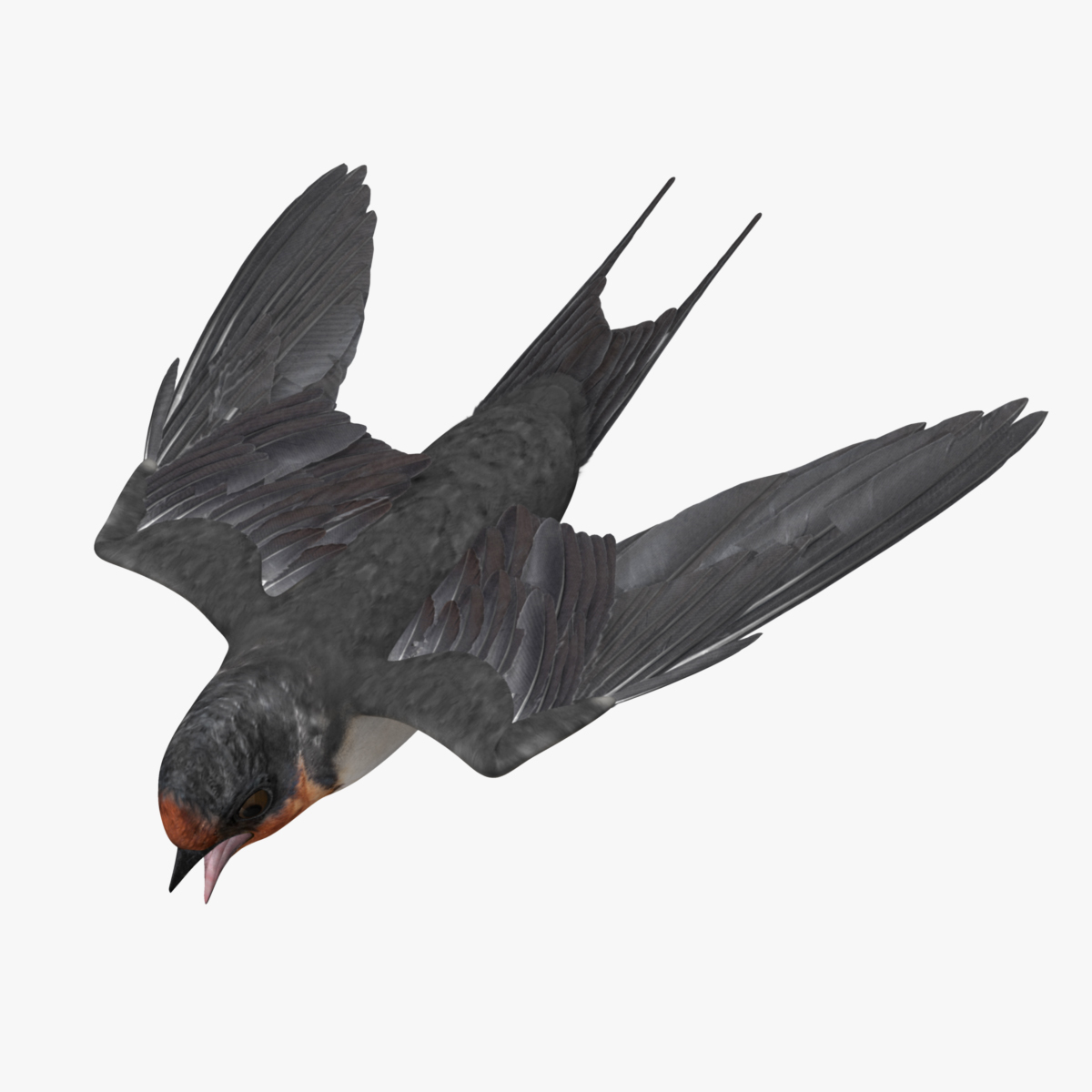 maya hirundo rustica barn swallow