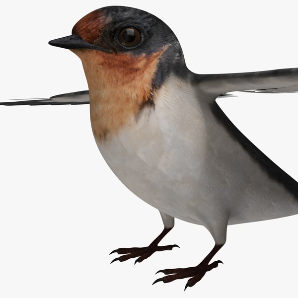 maya hirundo rustica barn swallow
