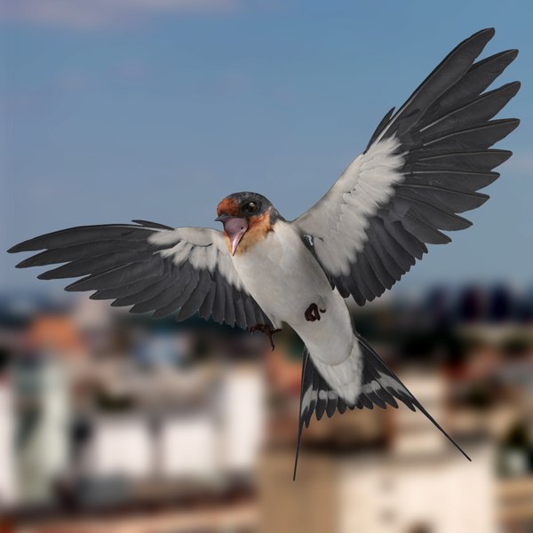 maya hirundo rustica barn swallow