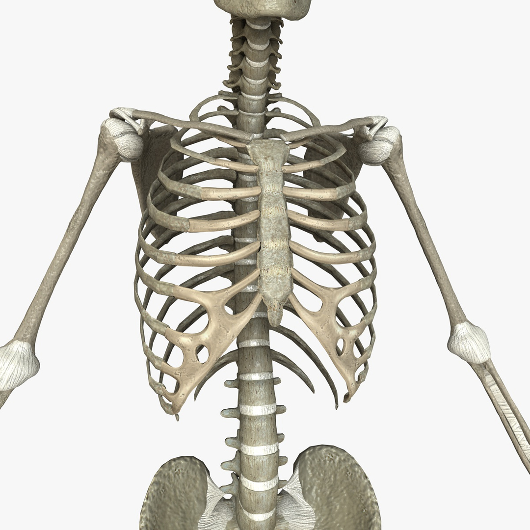 c4d human skeleton ligaments