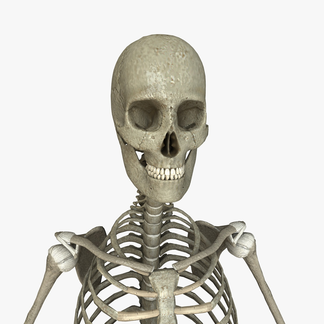 c4d human skeleton ligaments