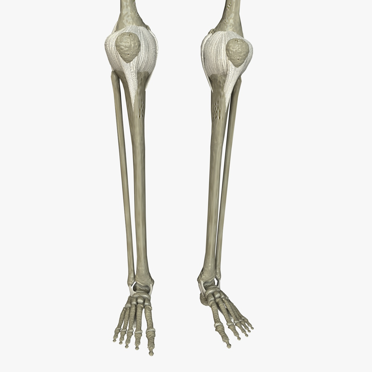 c4d human skeleton ligaments