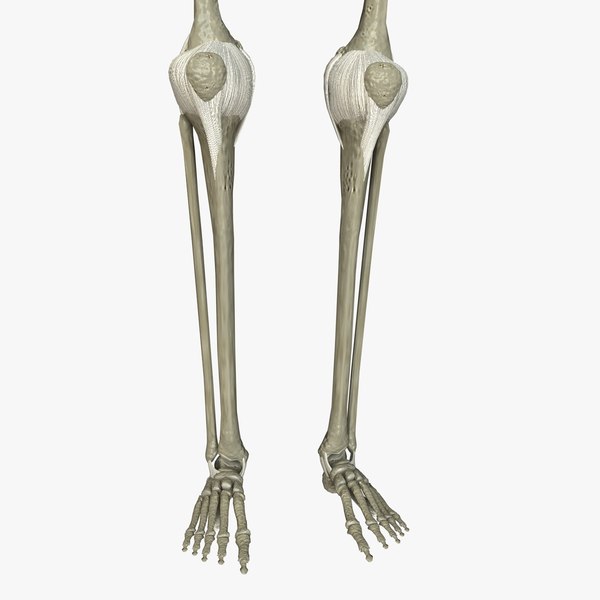 c4d human skeleton ligaments