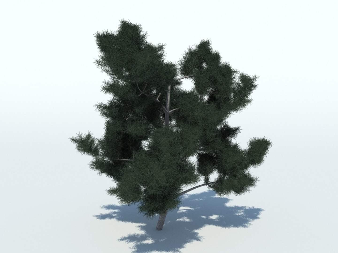 realistic pine tree 3d x