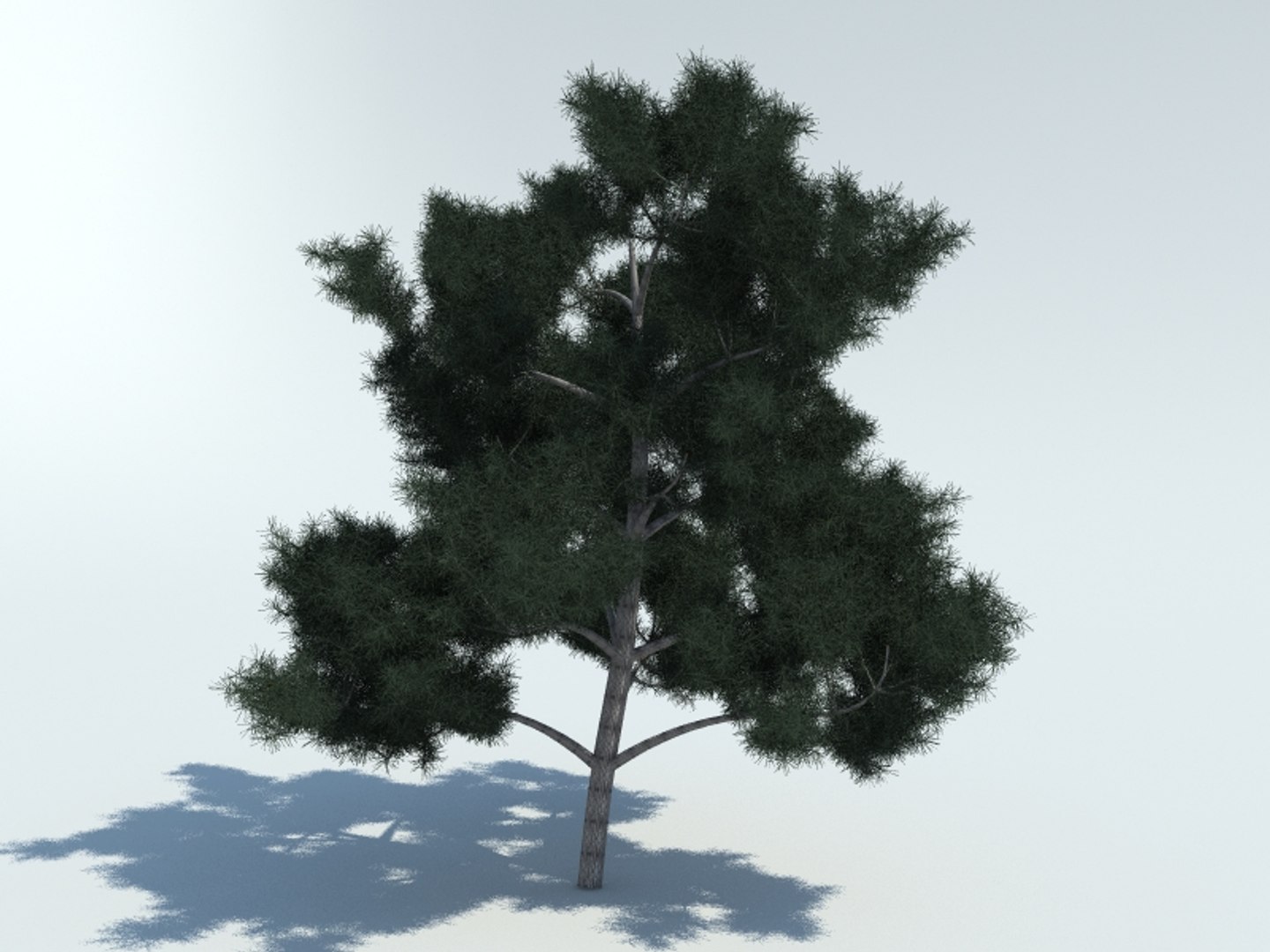 realistic pine tree 3d x