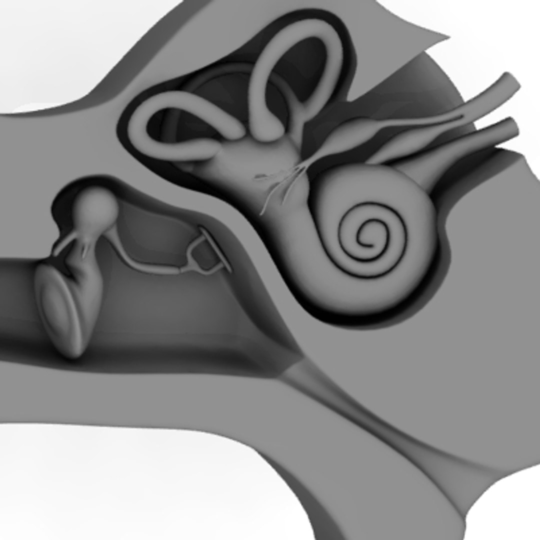 3d Model Ear Anatomy
