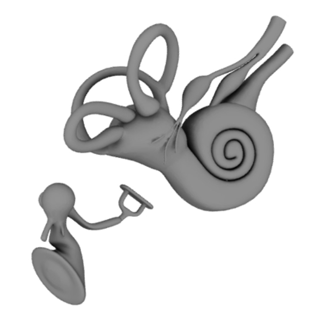 3d Model Ear Anatomy