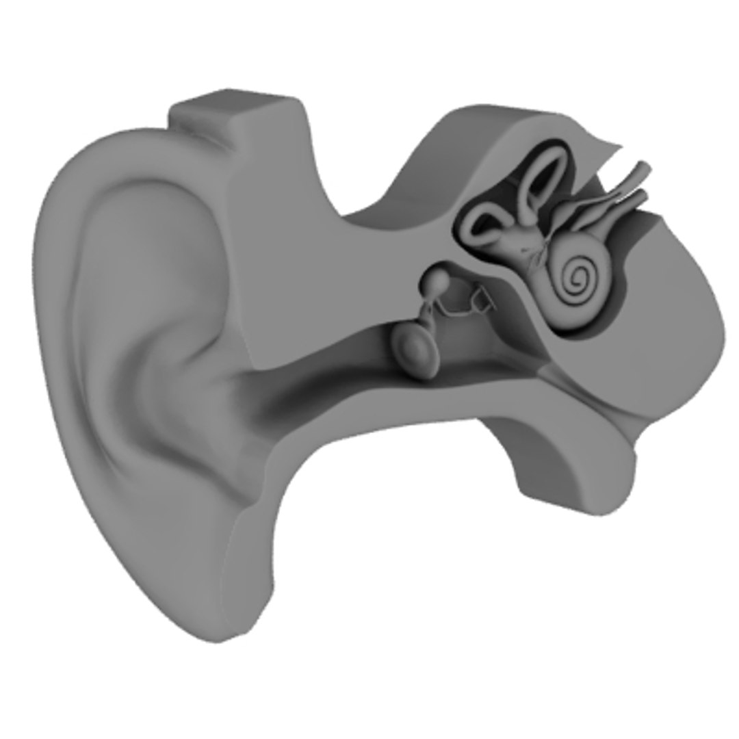 3d Model Ear Anatomy