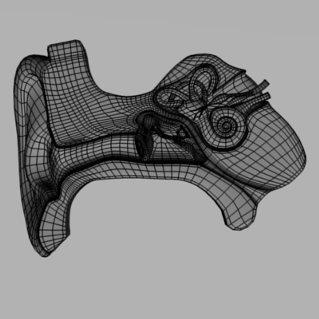 3d Model Ear Anatomy