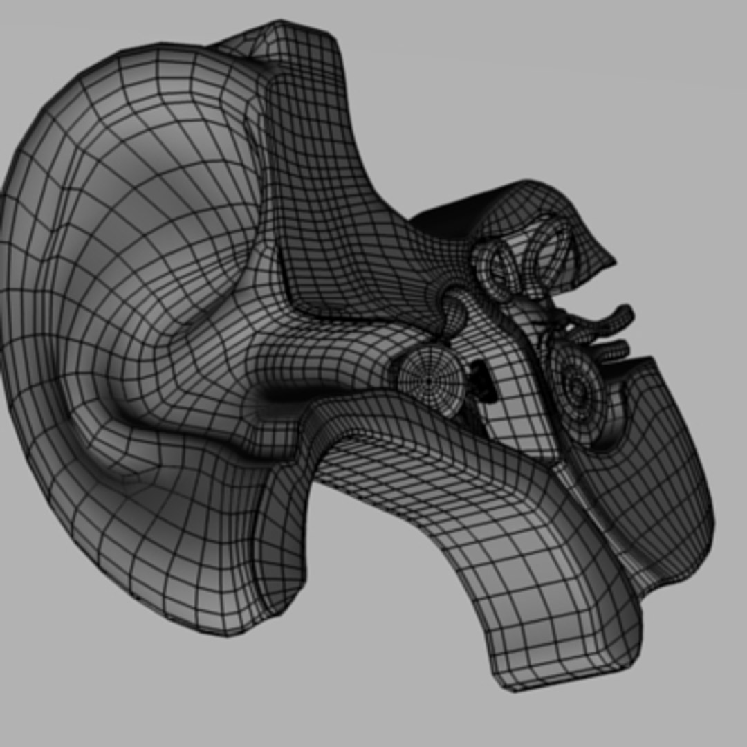 3d Model Ear Anatomy