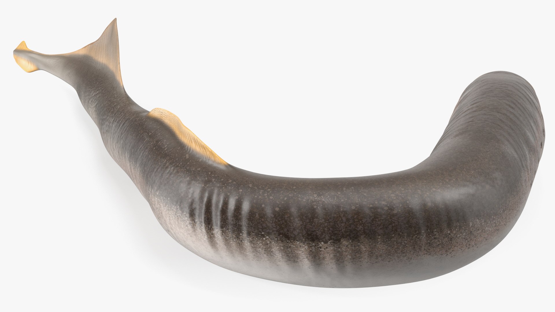 Lamprey Bent Pose 3D Model - TurboSquid 2187566