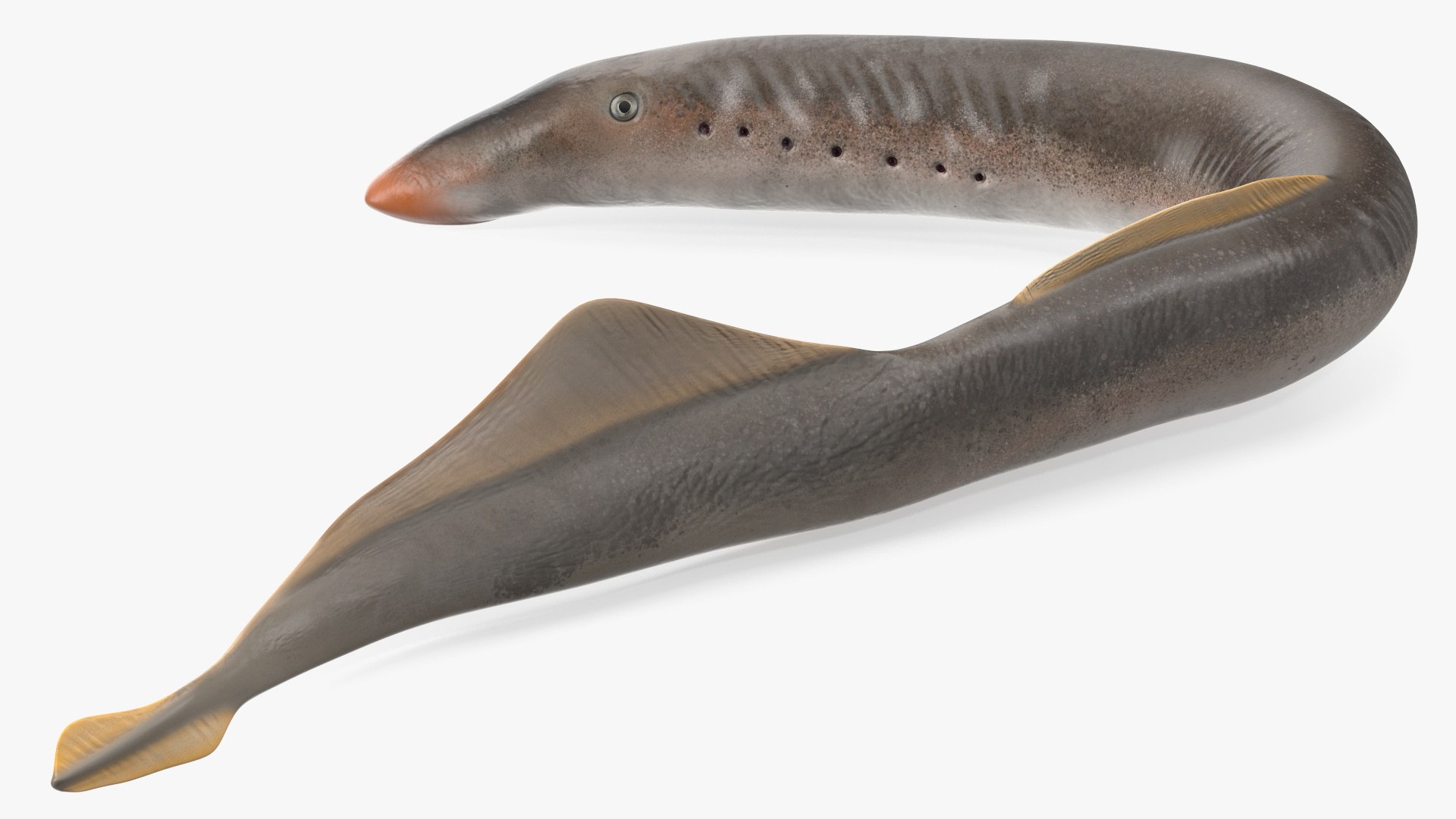 Lamprey Bent Pose 3D Model - TurboSquid 2187566