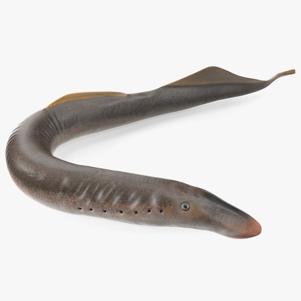 Eel 3D Models for Download | TurboSquid