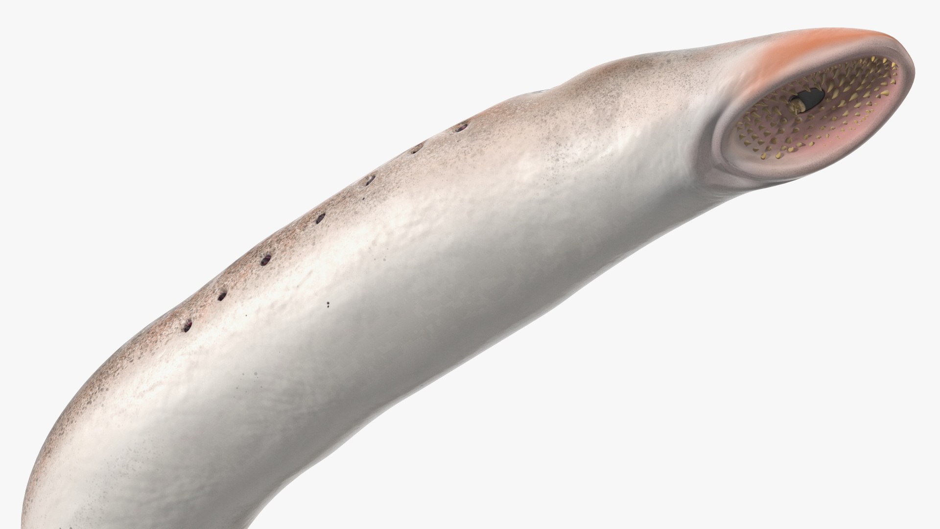 Lamprey Bent Pose 3D Model - TurboSquid 2187566