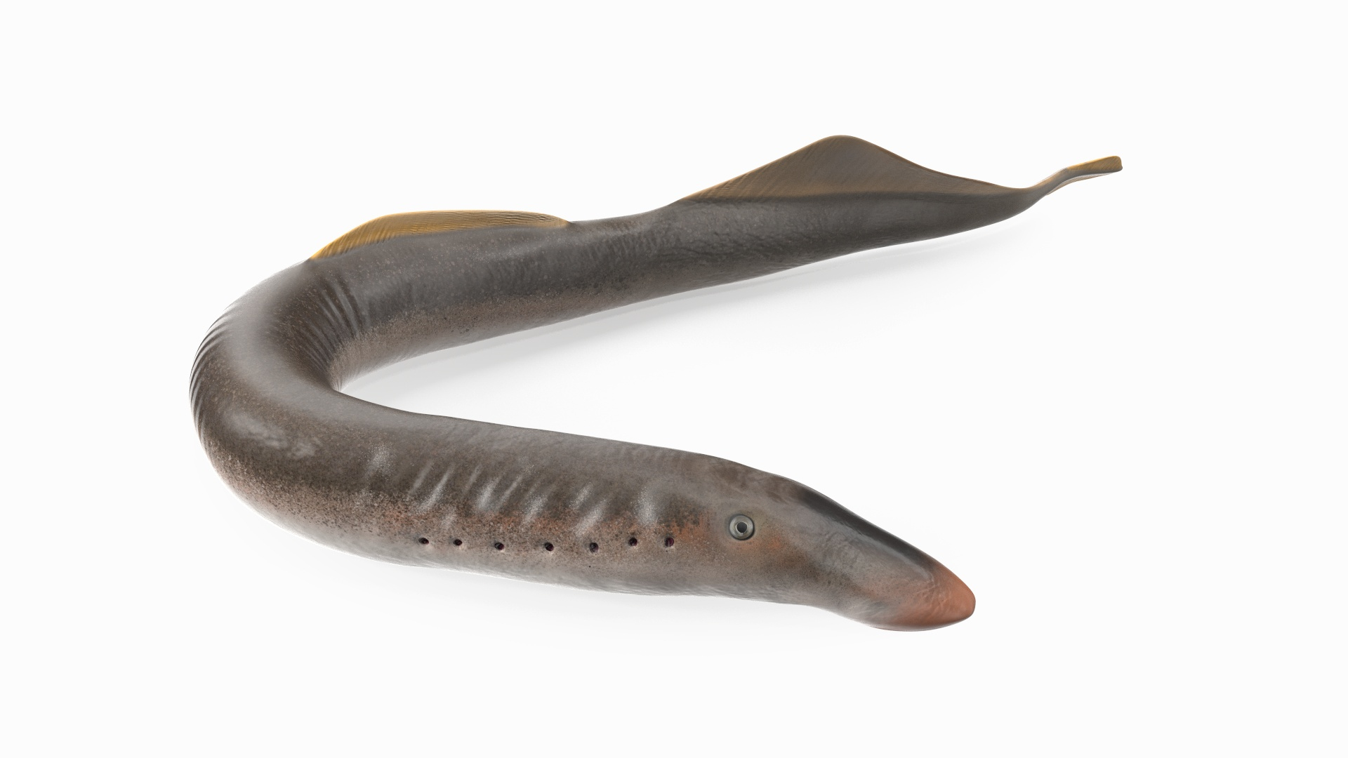 Lamprey Bent Pose 3D Model - TurboSquid 2187566