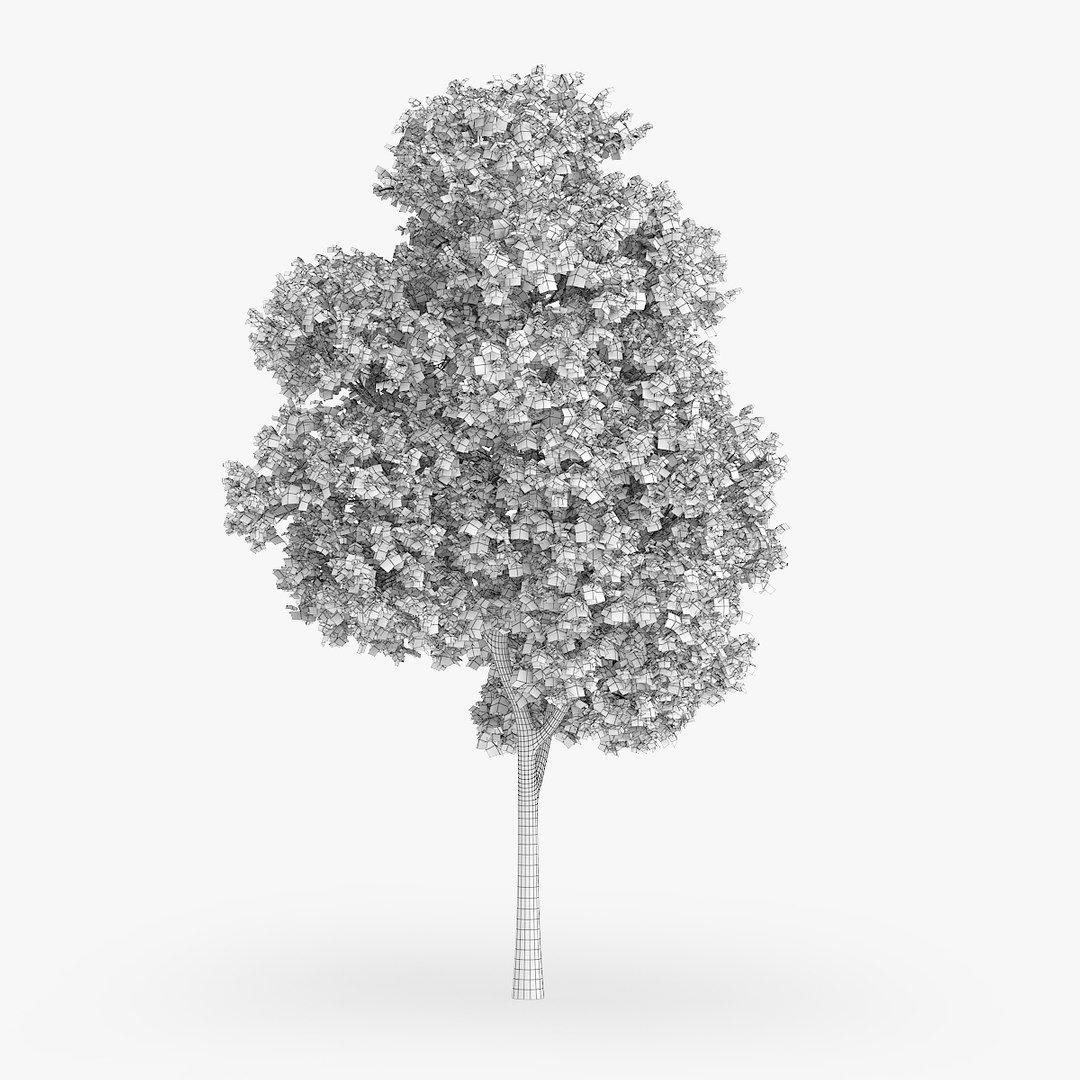 Greek Maple 15m 3d C4d