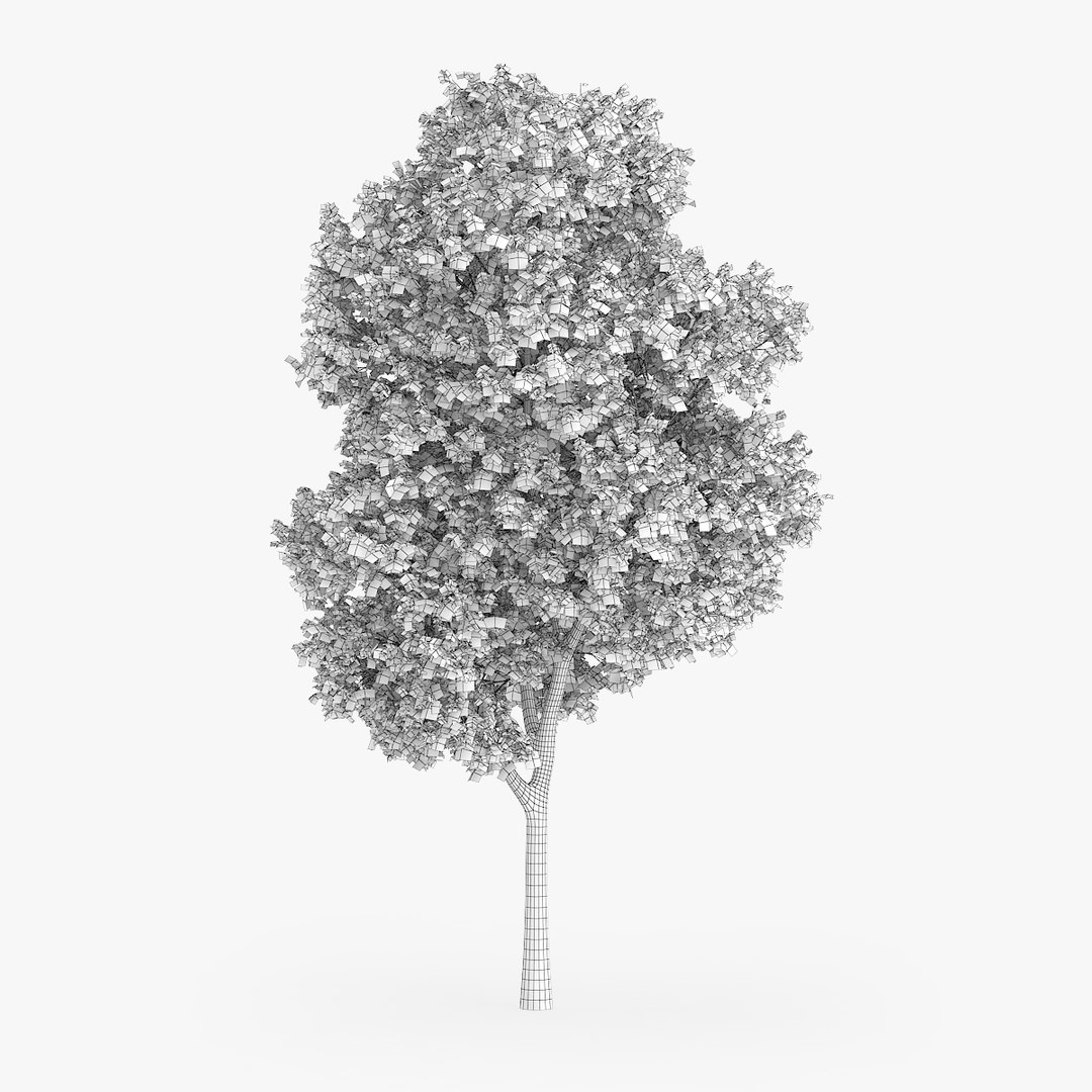Greek Maple 15m 3d C4d