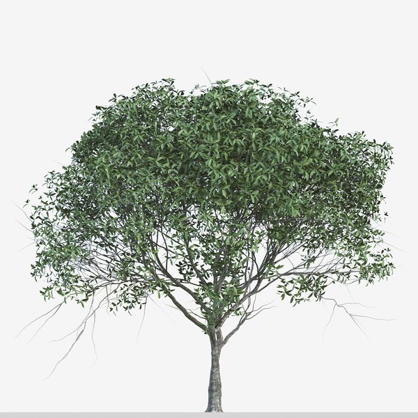 Set of Osmanthus Fragrans or Sweet Olive Tree - 2 Tree3D模型 - TurboSquid 1988856