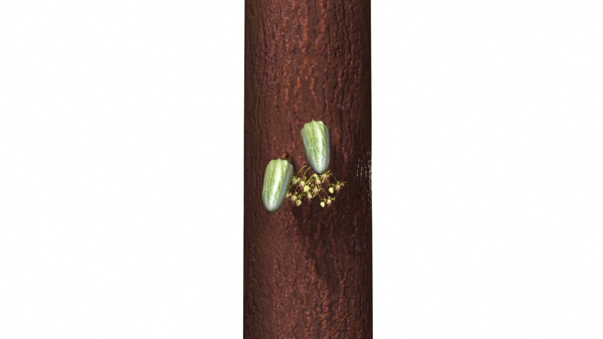 3d Theobroma Plants Trees