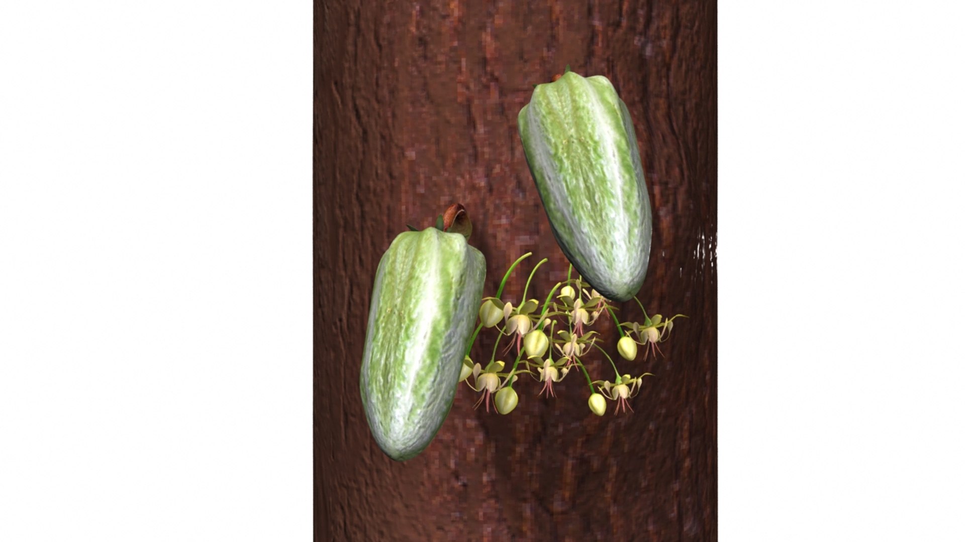 3d Theobroma Plants Trees