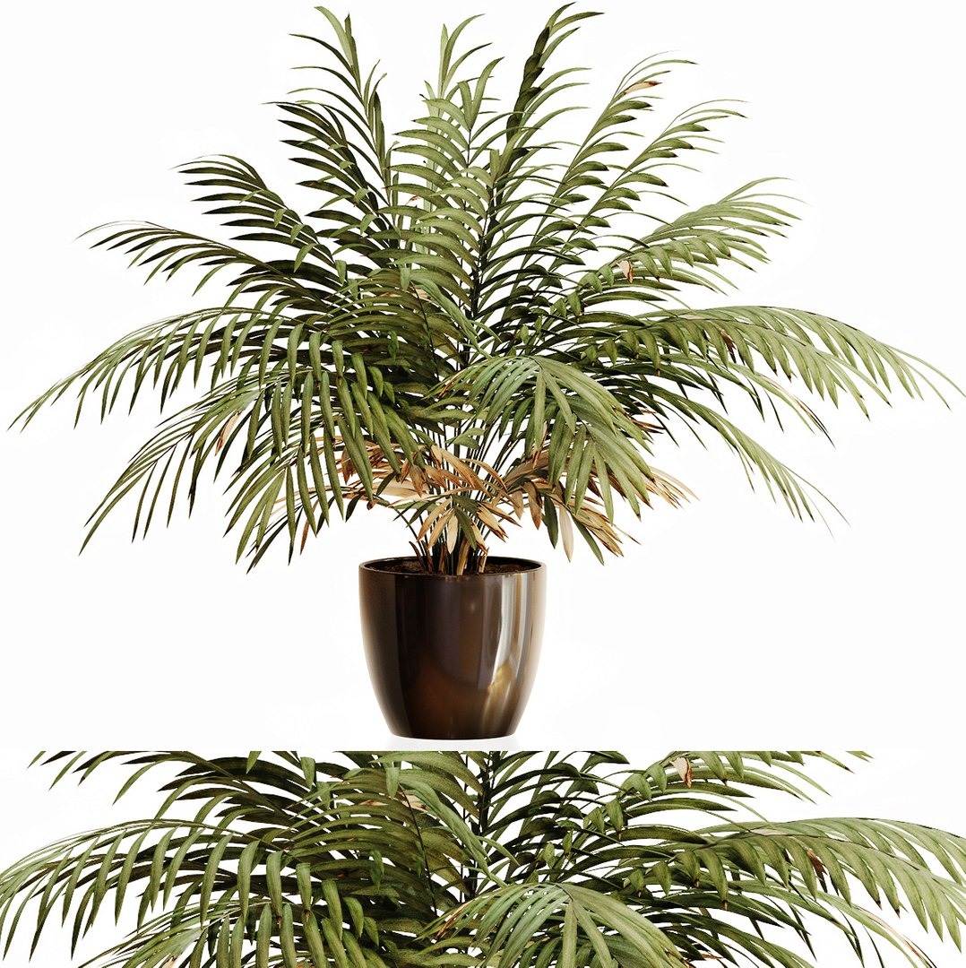 Palm Plant 1 3D Model - TurboSquid 1821801