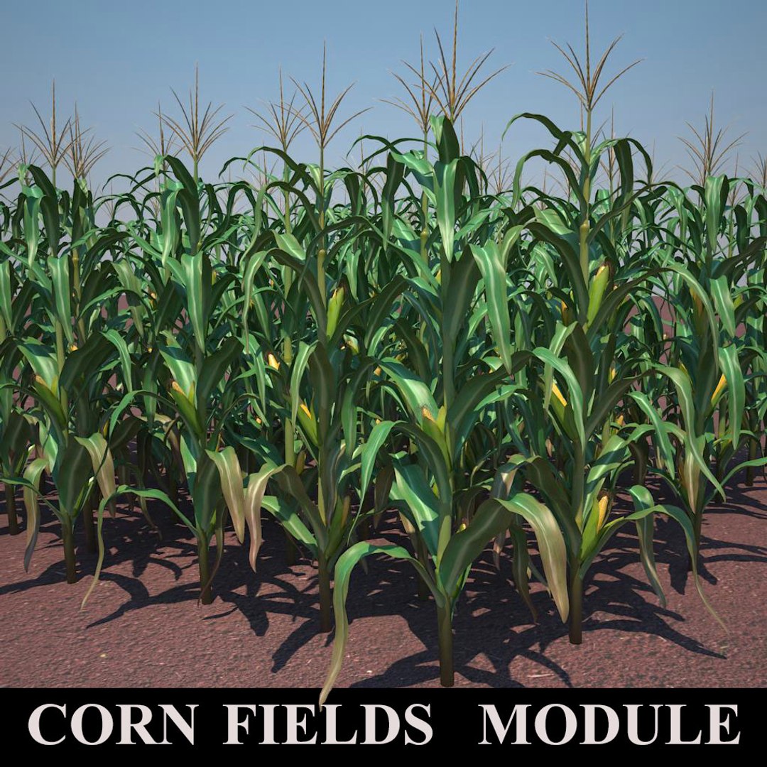 Corn Field Module 3d Max