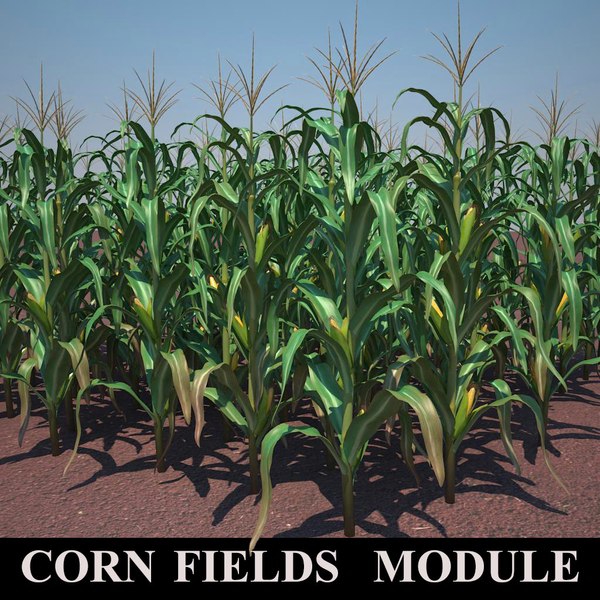 corn field 3d model