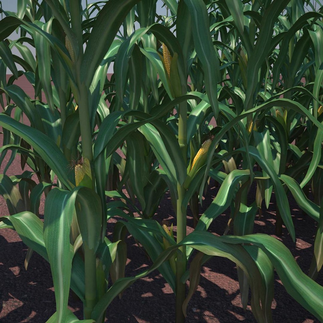 Corn Field Module 3d Max
