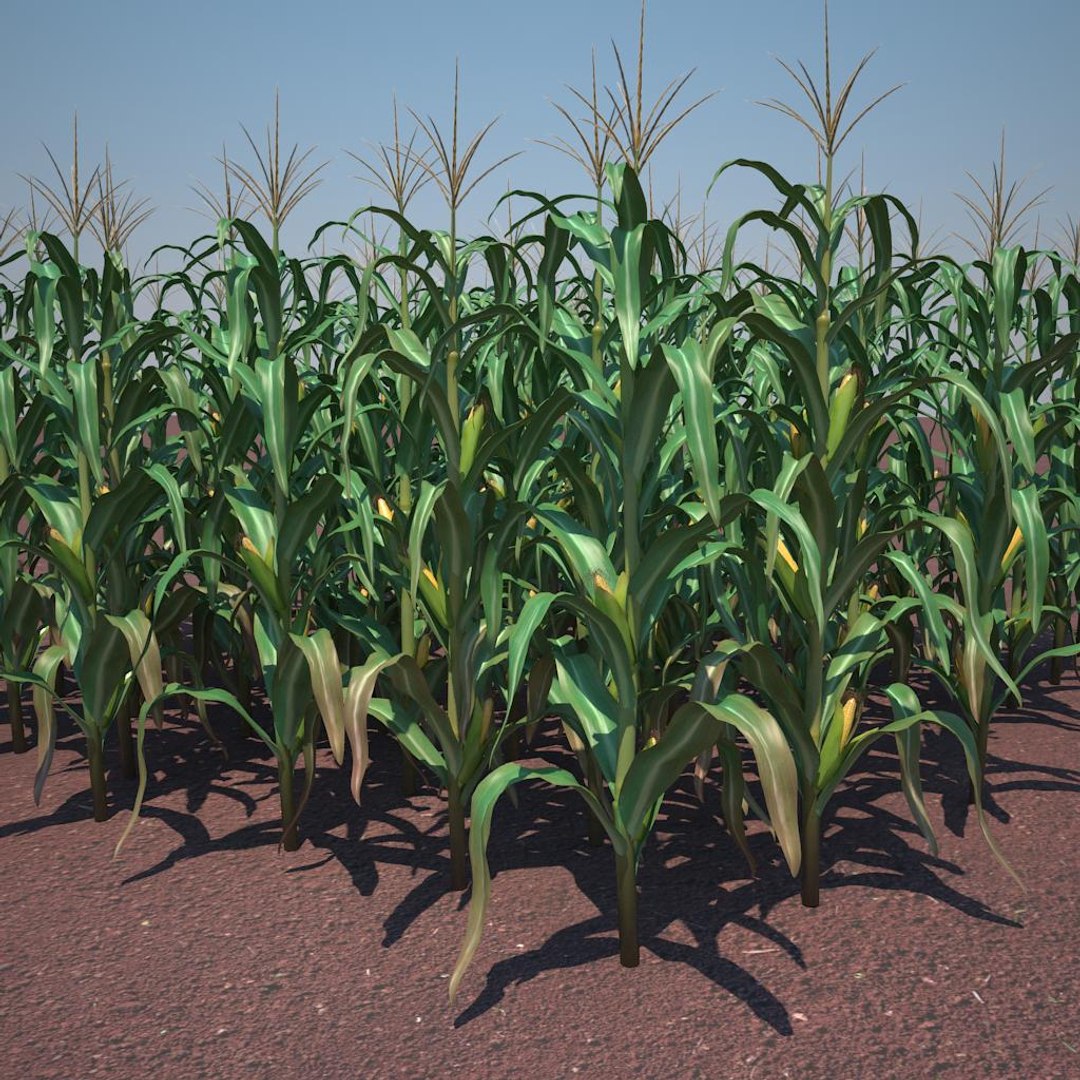 Corn Field Module 3d Max