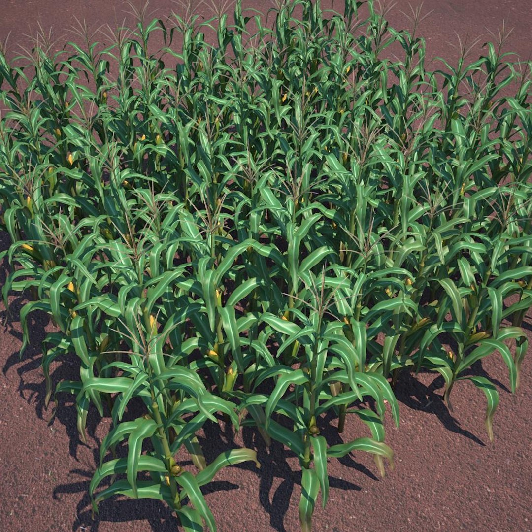 Corn Field Module 3d Max
