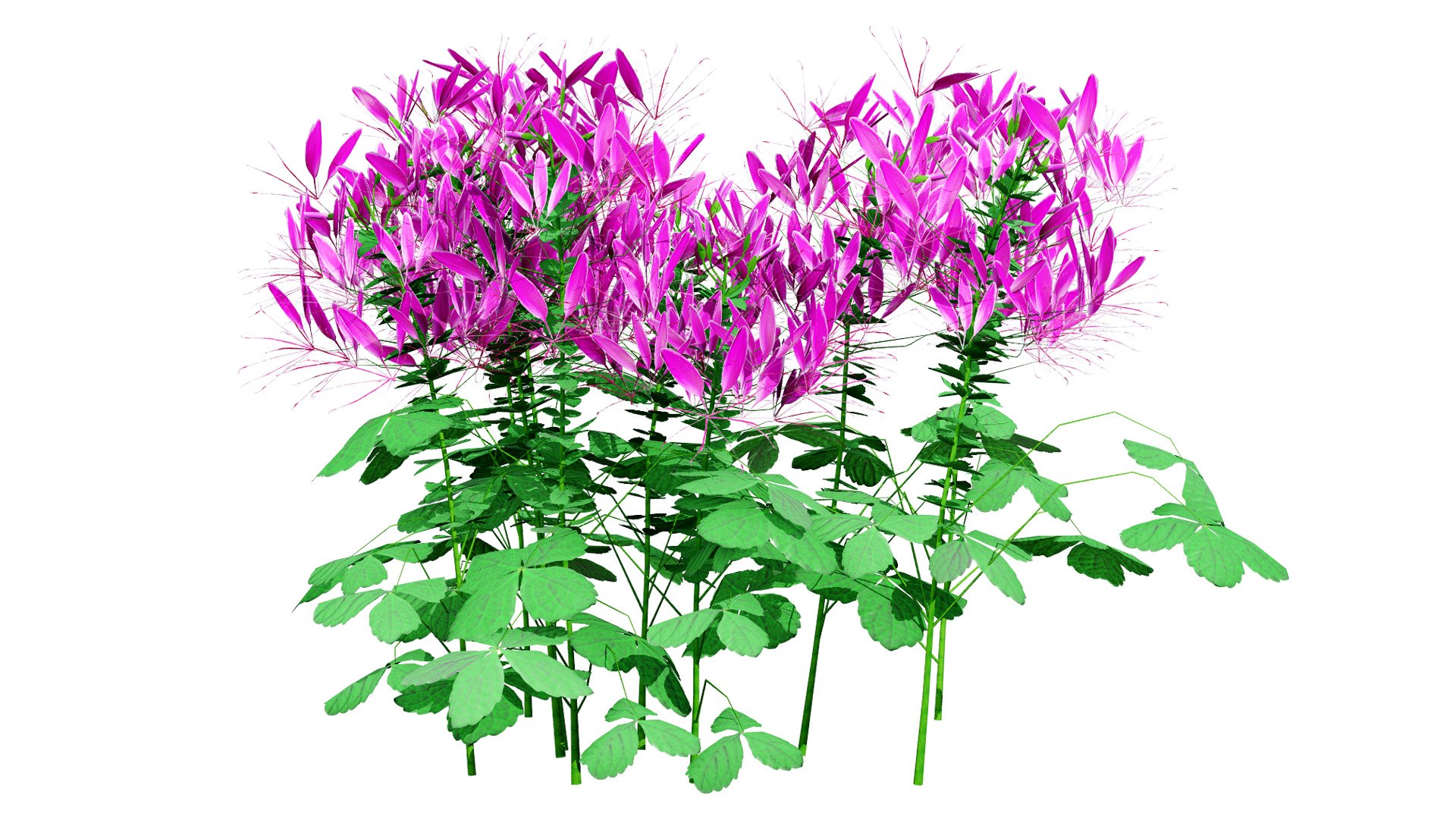 3D Vibrant Cleome 3D Pack - TurboSquid 2362936