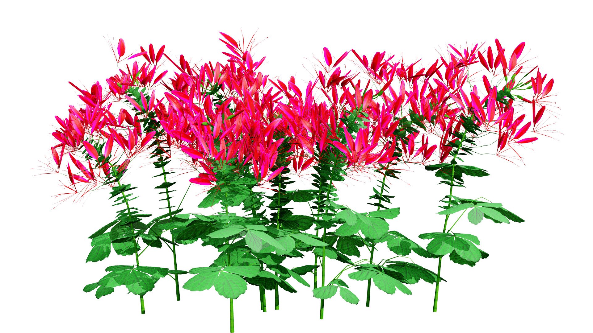 3D Vibrant Cleome 3D Pack - TurboSquid 2362936