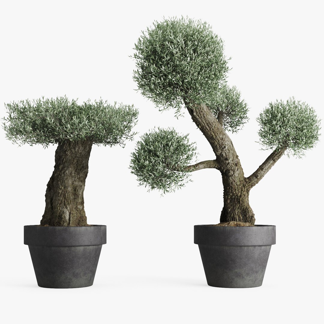 3D Formed Olive Trees - TurboSquid 1712590