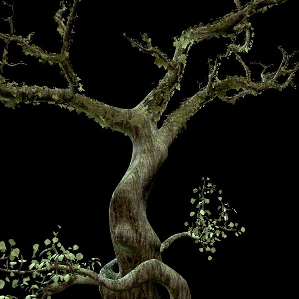 secular tree 3d model