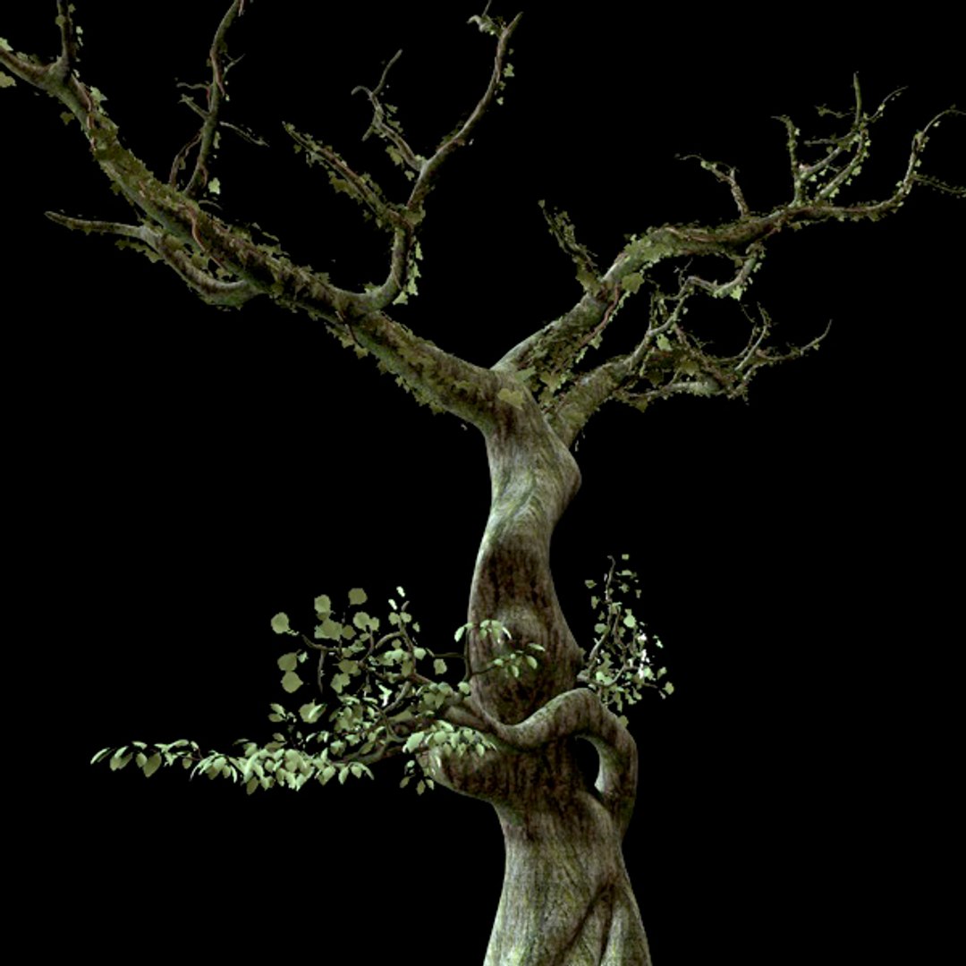 Secular Tree 3d Model