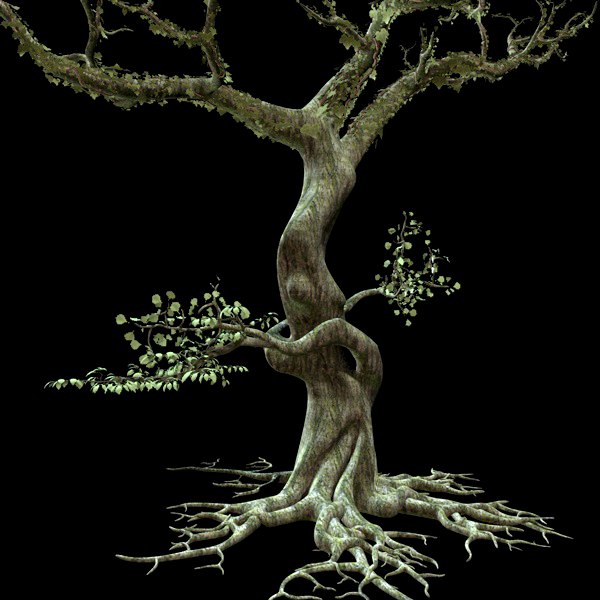 secular tree 3d model