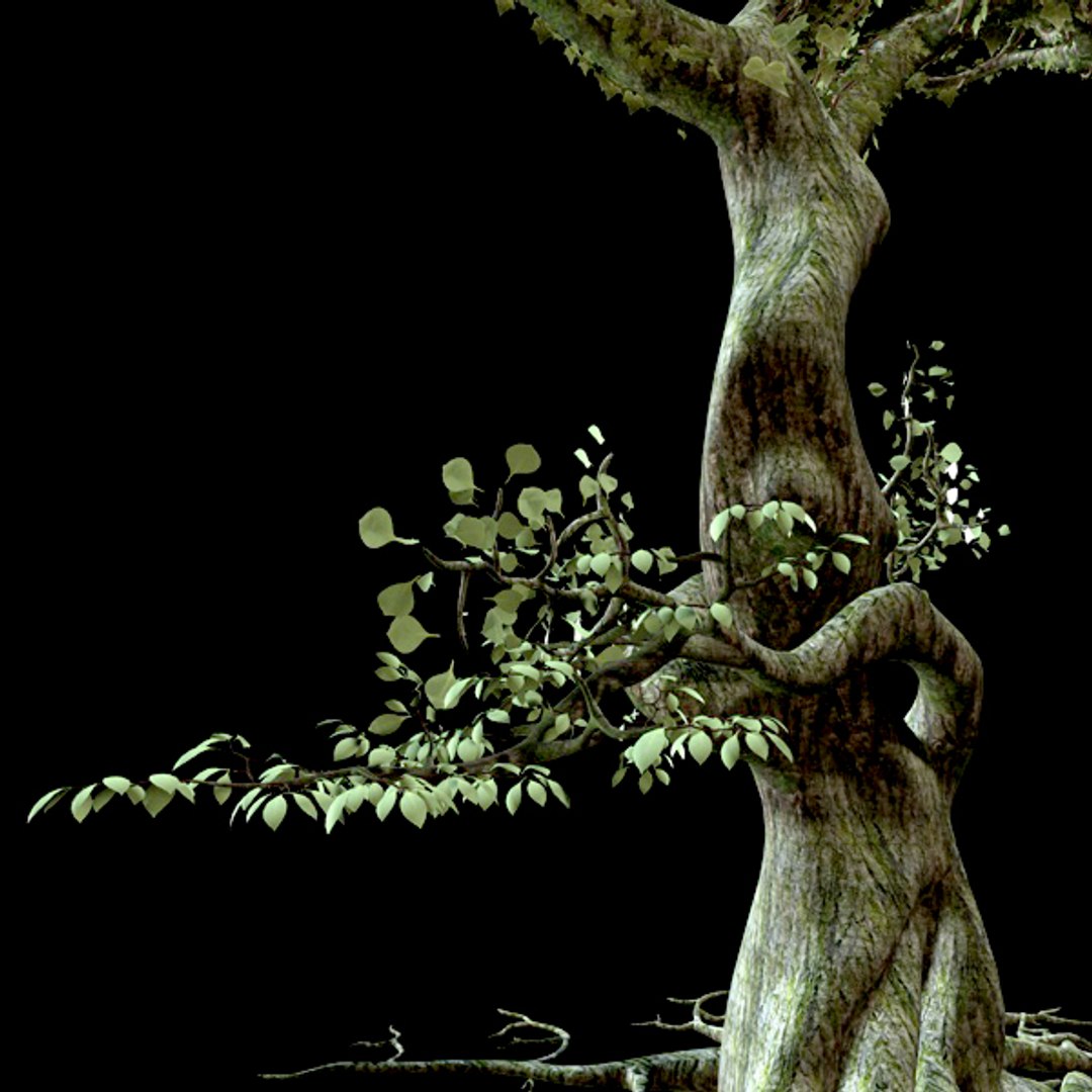 Secular Tree 3d Model