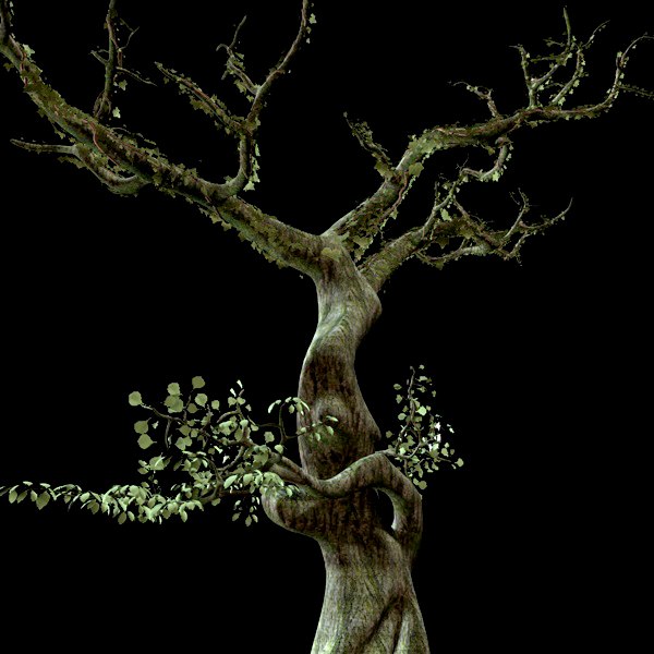 secular tree 3d model