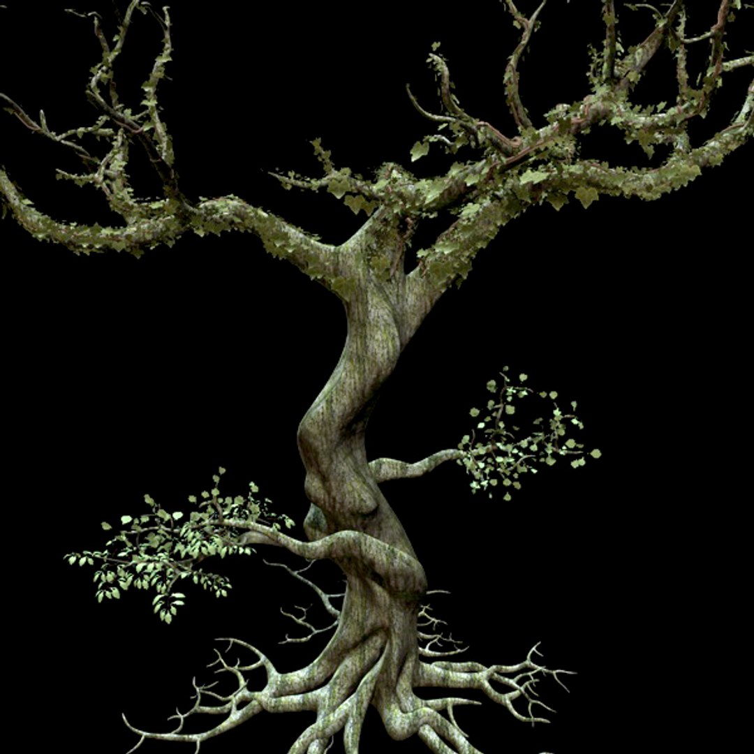 Secular Tree 3d Model