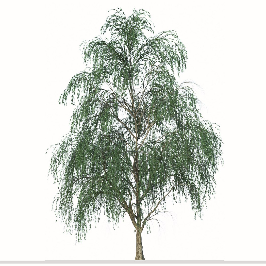 3D Model Set Of Willow Acacia Or Acacia Salicina Tree - TurboSquid 1968511