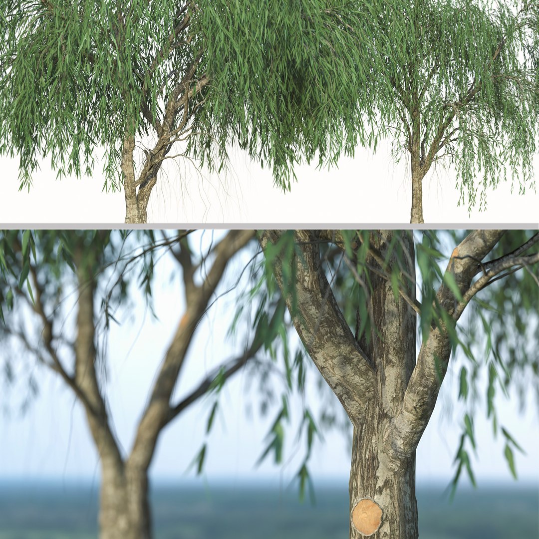 3D Model Set Of Willow Acacia Or Acacia Salicina Tree - TurboSquid 1968511