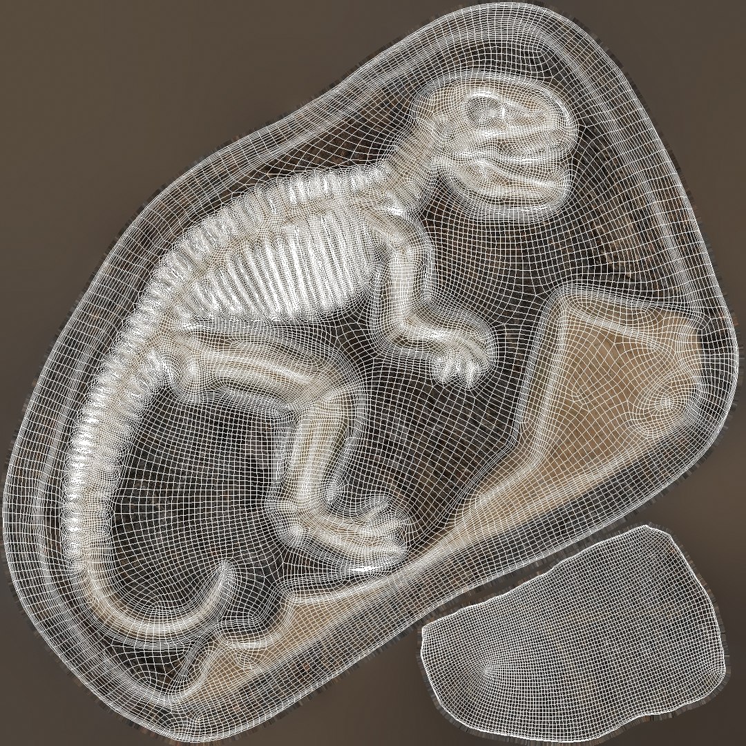 3D Model Dinosaur Fossil 006 Textured - TurboSquid 2298241