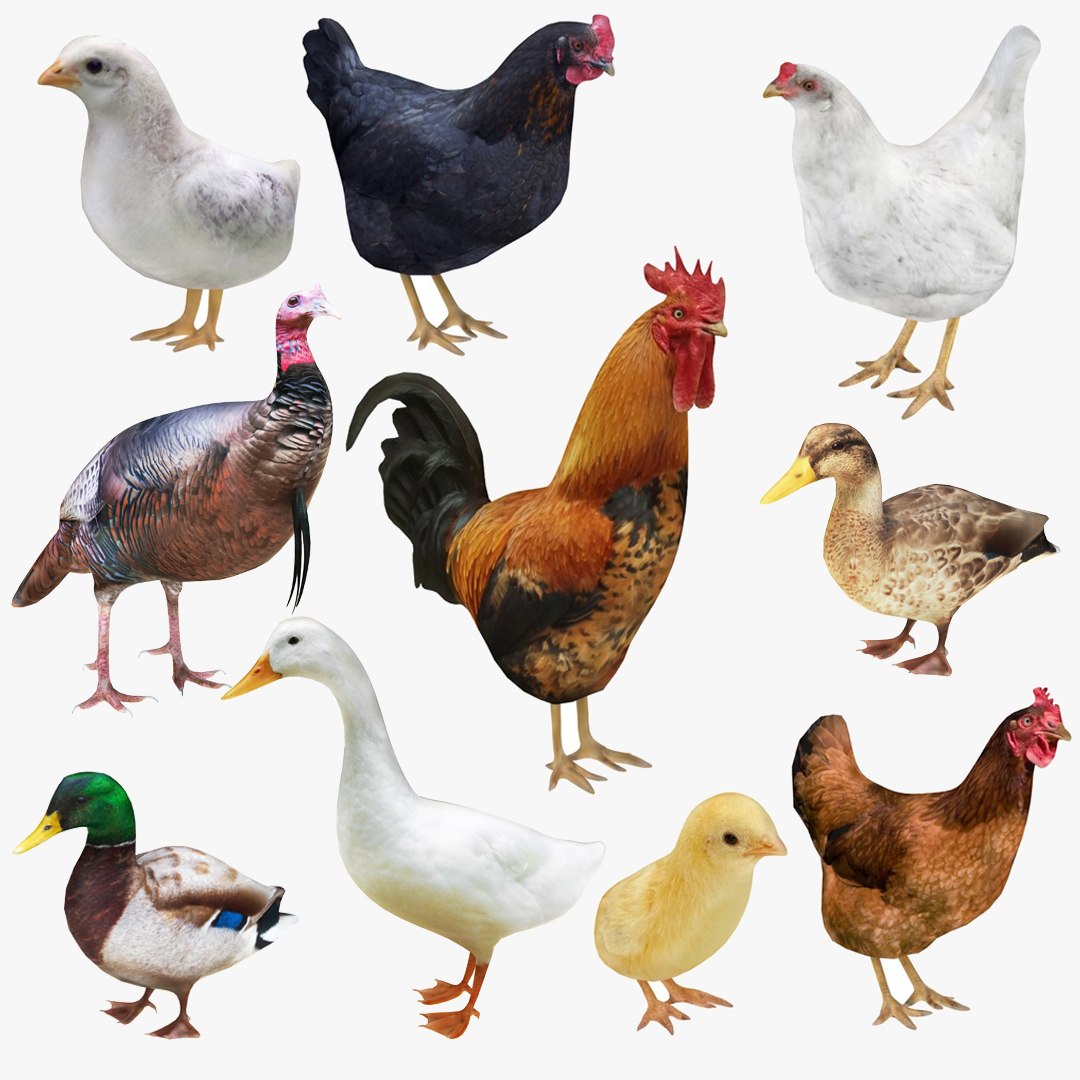 Poultry Collection 10 In 1 3D Model - TurboSquid 2330571