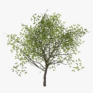 Low Poly Cherry Tree 3D Models for Download | TurboSquid