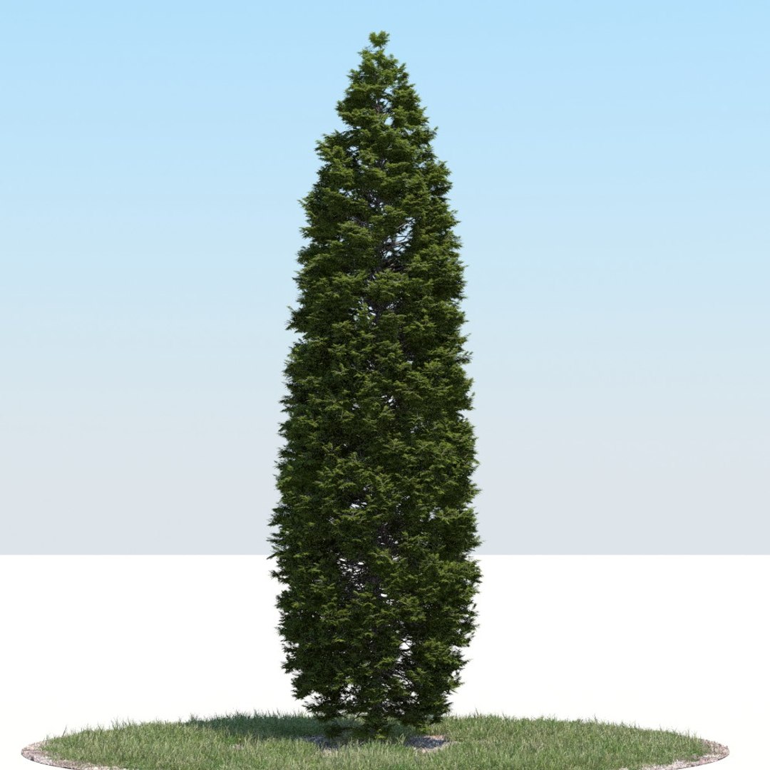 3d Realistic Thuja Tree Model