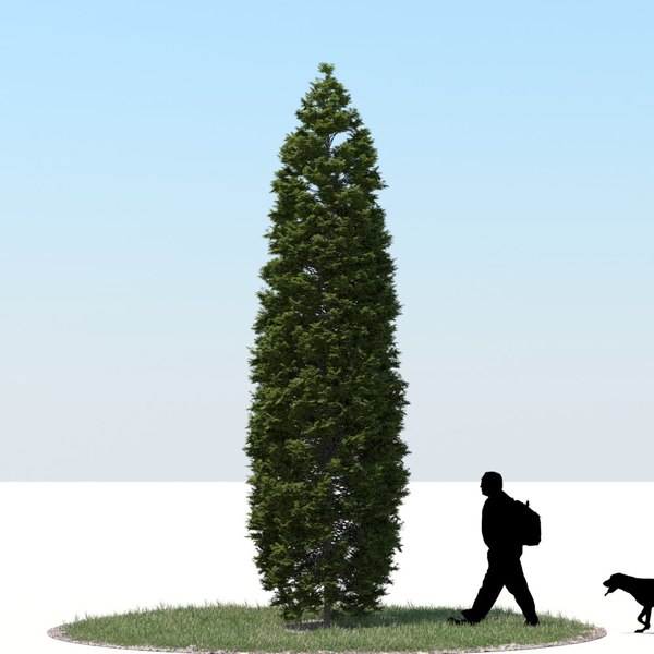 3d realistic thuja tree model