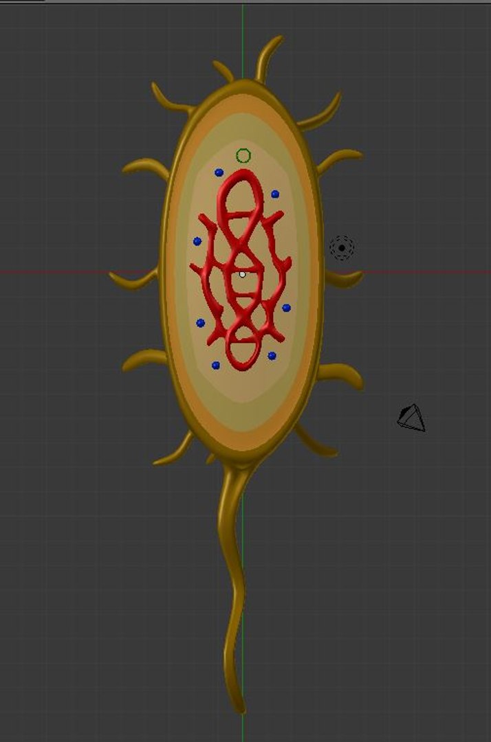 3d Prokaryotic Cell